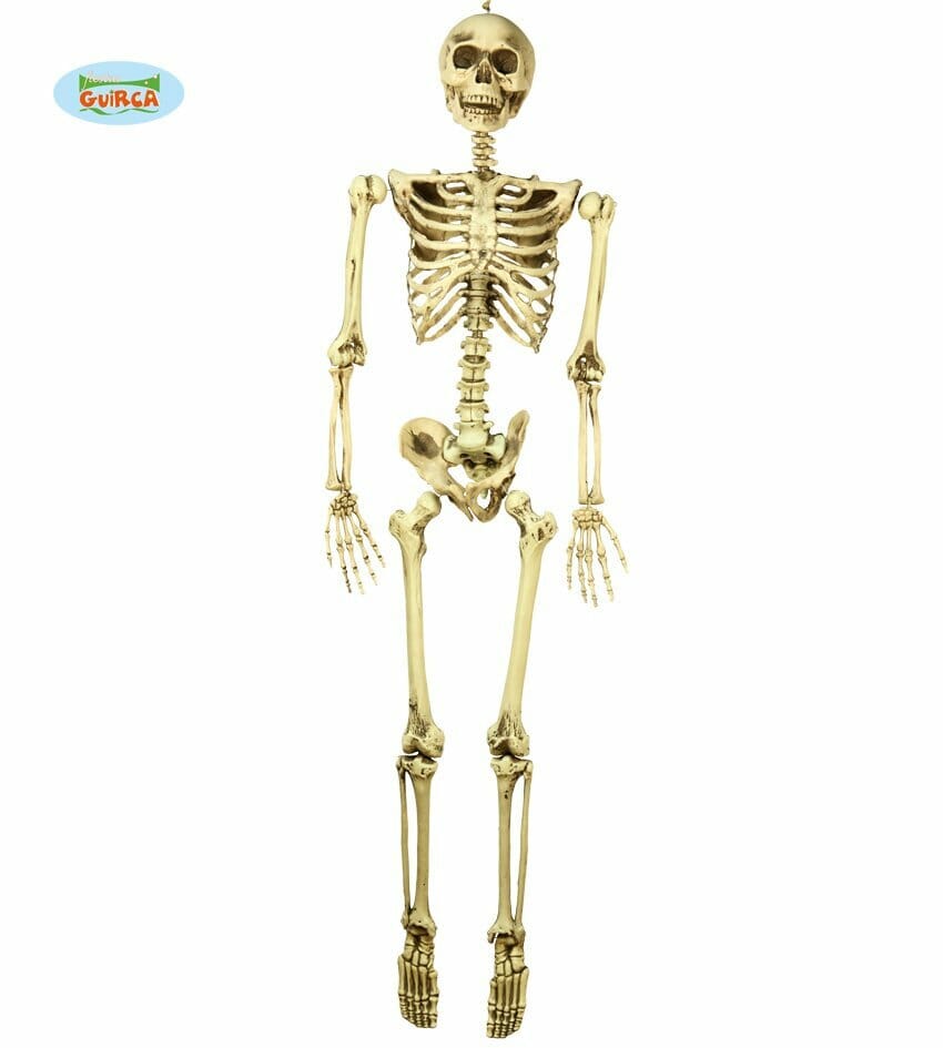 Realistic Plastic Skeleton - 160cm - "Once Upon A Time" - Party Shop Malta